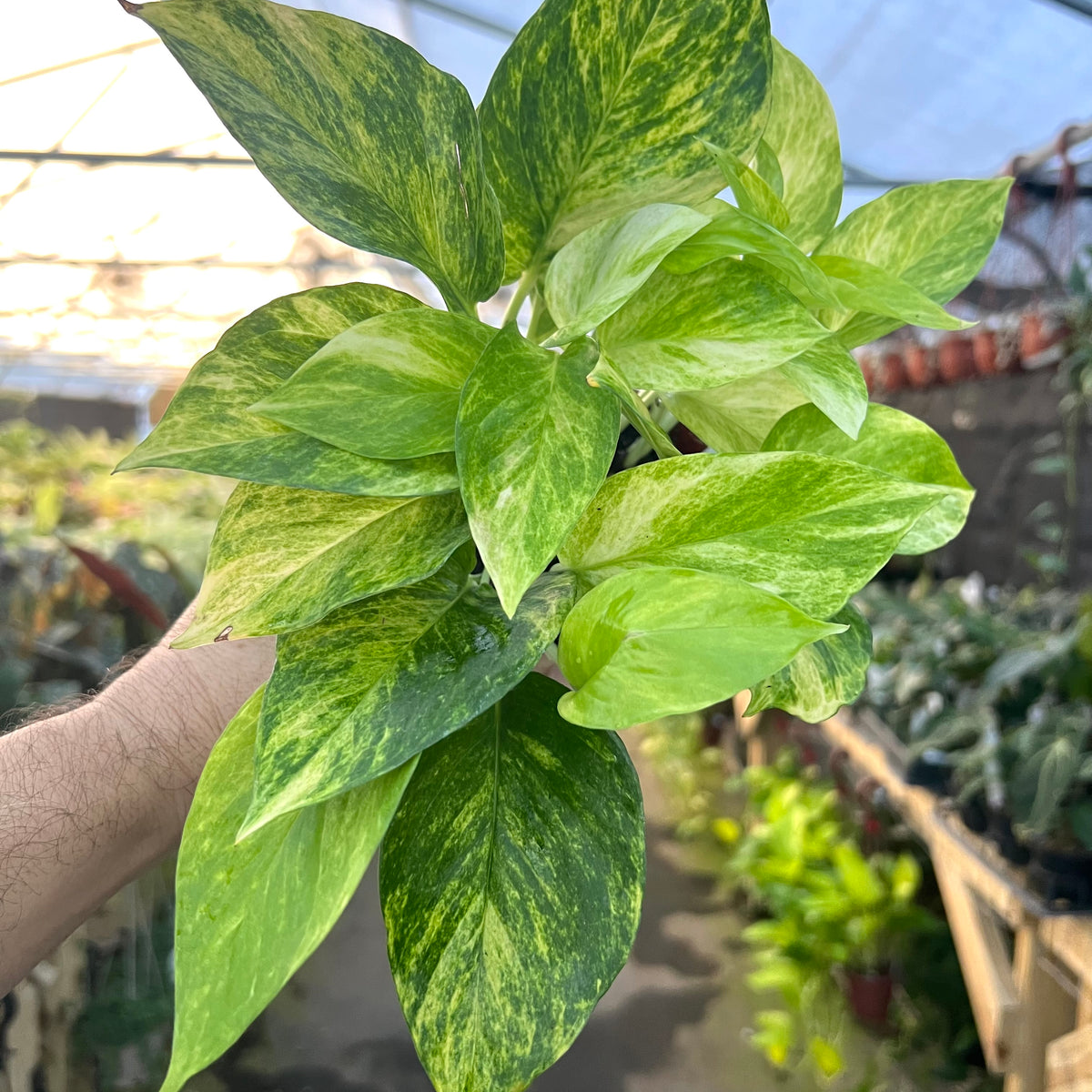 4" Pothos ‘Neon Queen’ – Canopy Plant Co.