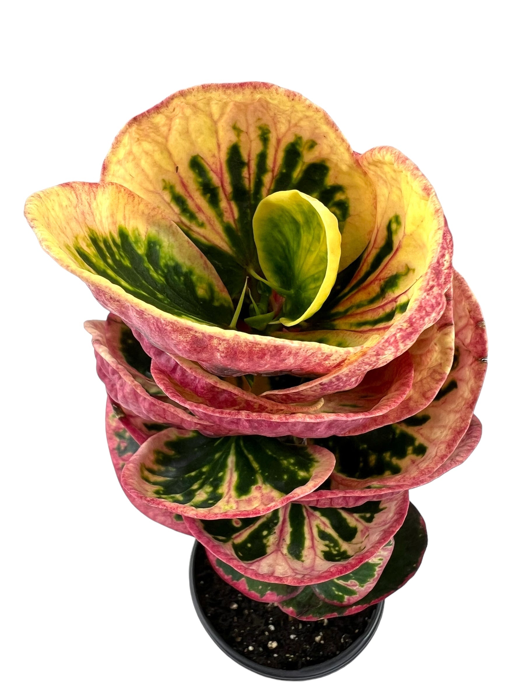 4" Croton Rose – Canopy Plant Co.