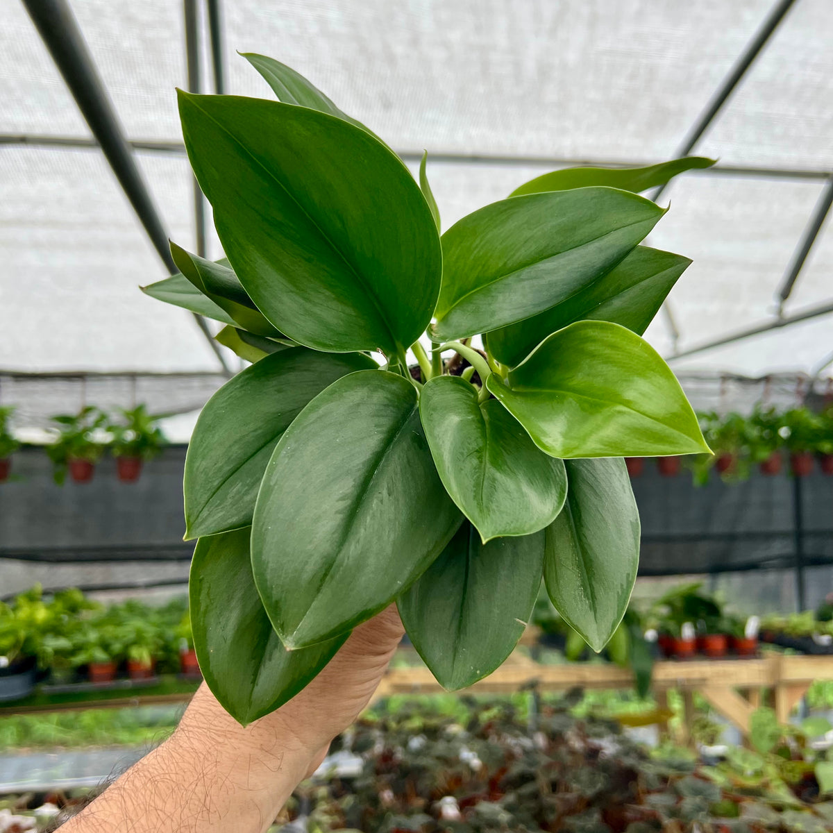 4" Scindapsus ‘Moonlight’ – Canopy Plant Co.