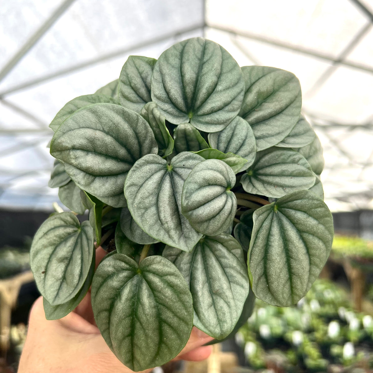 4" Peperomia 'Frost' – Canopy Plant Co.