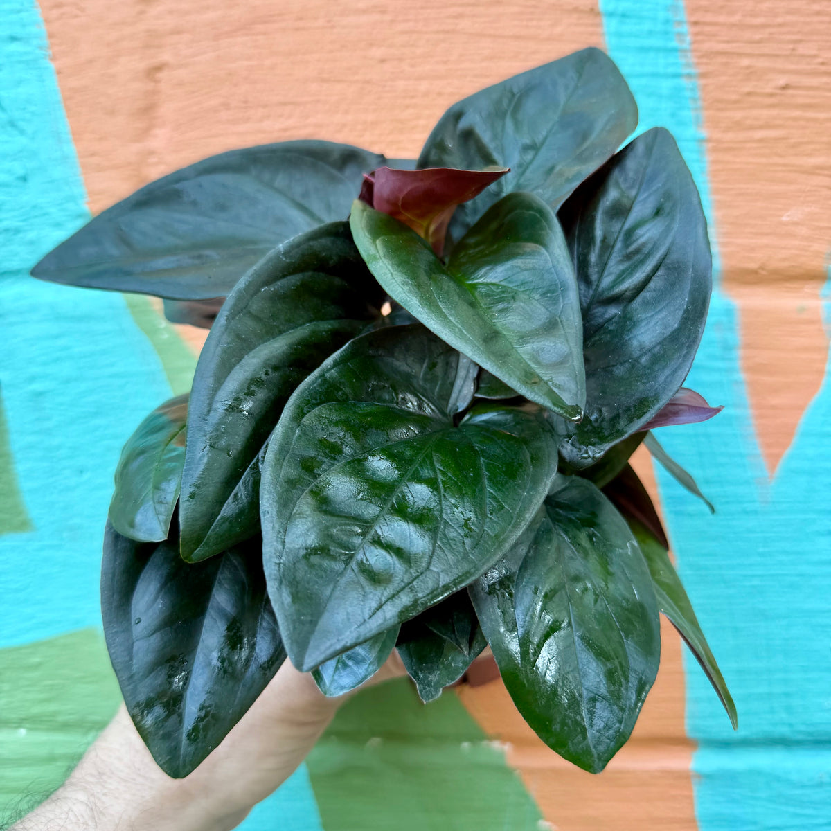4" Syngonium erythrophyllum 'Red Arrow’ – Canopy Plant Co.
