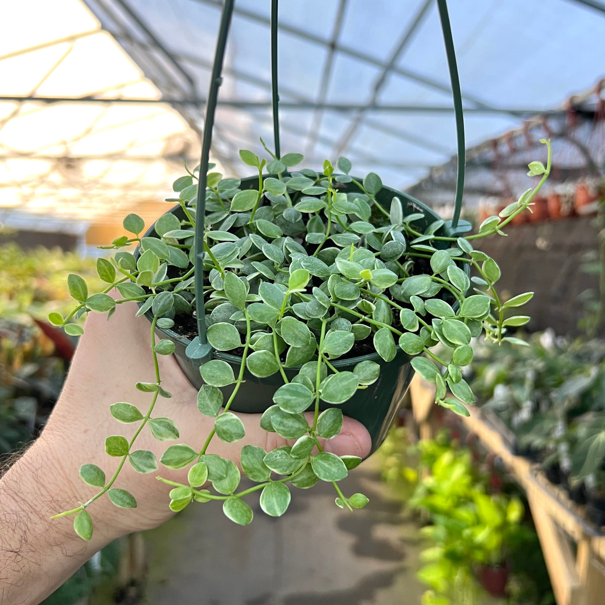 5" Dischidia nummularia variegated 'String of Nickels' hanging basket ...