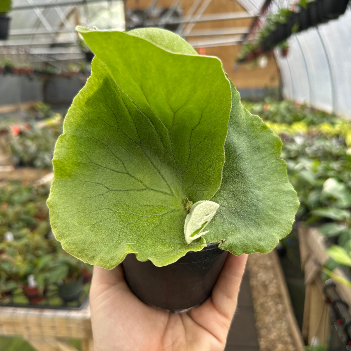 4” Platycerium elephantotis (Staghorn fern) – Canopy Plant Co.