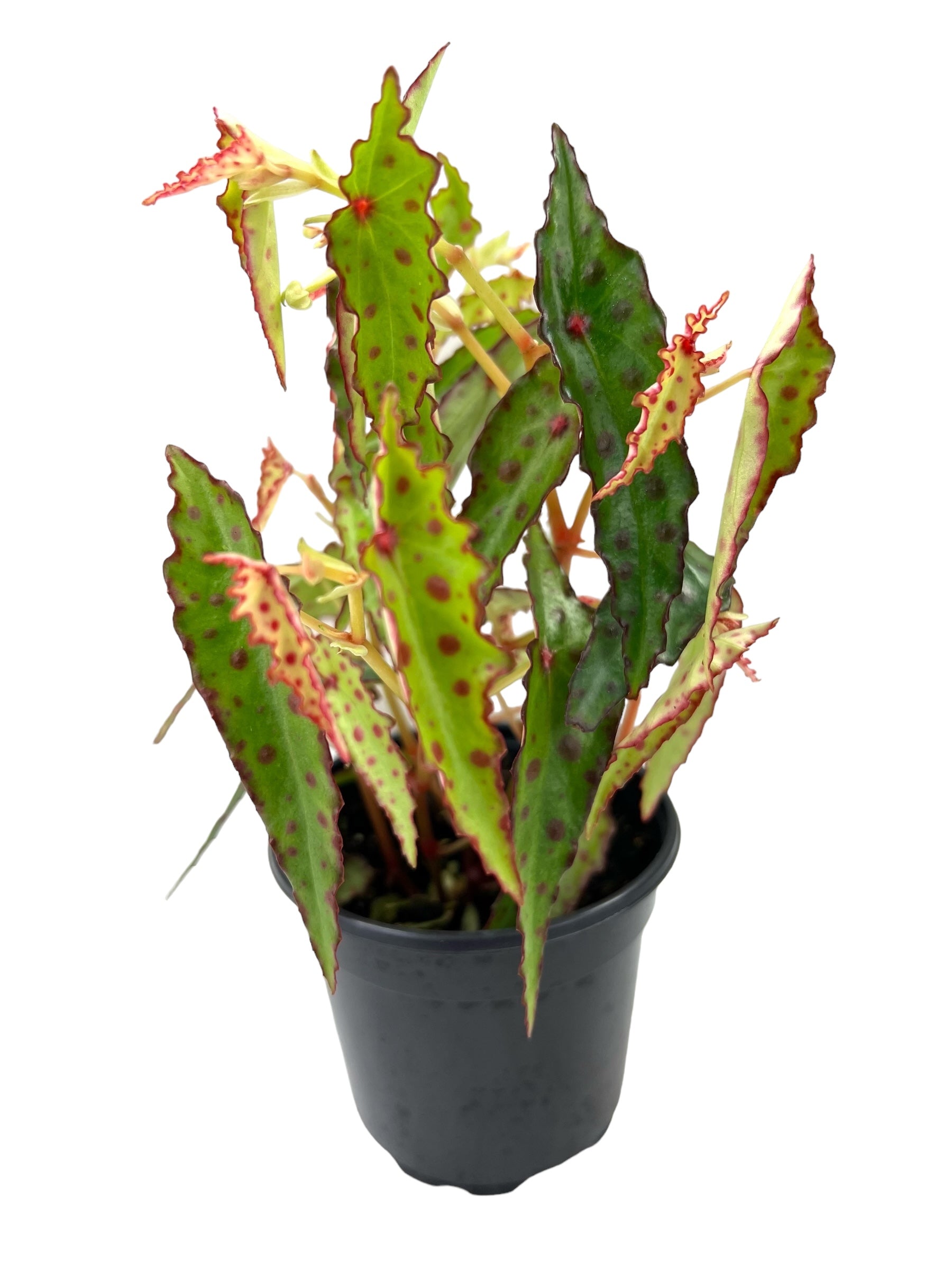 Canopy Plant Co. | Your Source For Unique Tropical Plants!