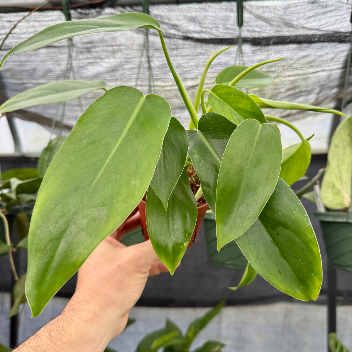 4" Philodendron 'Jerry Horne' – Canopy Plant Co.
