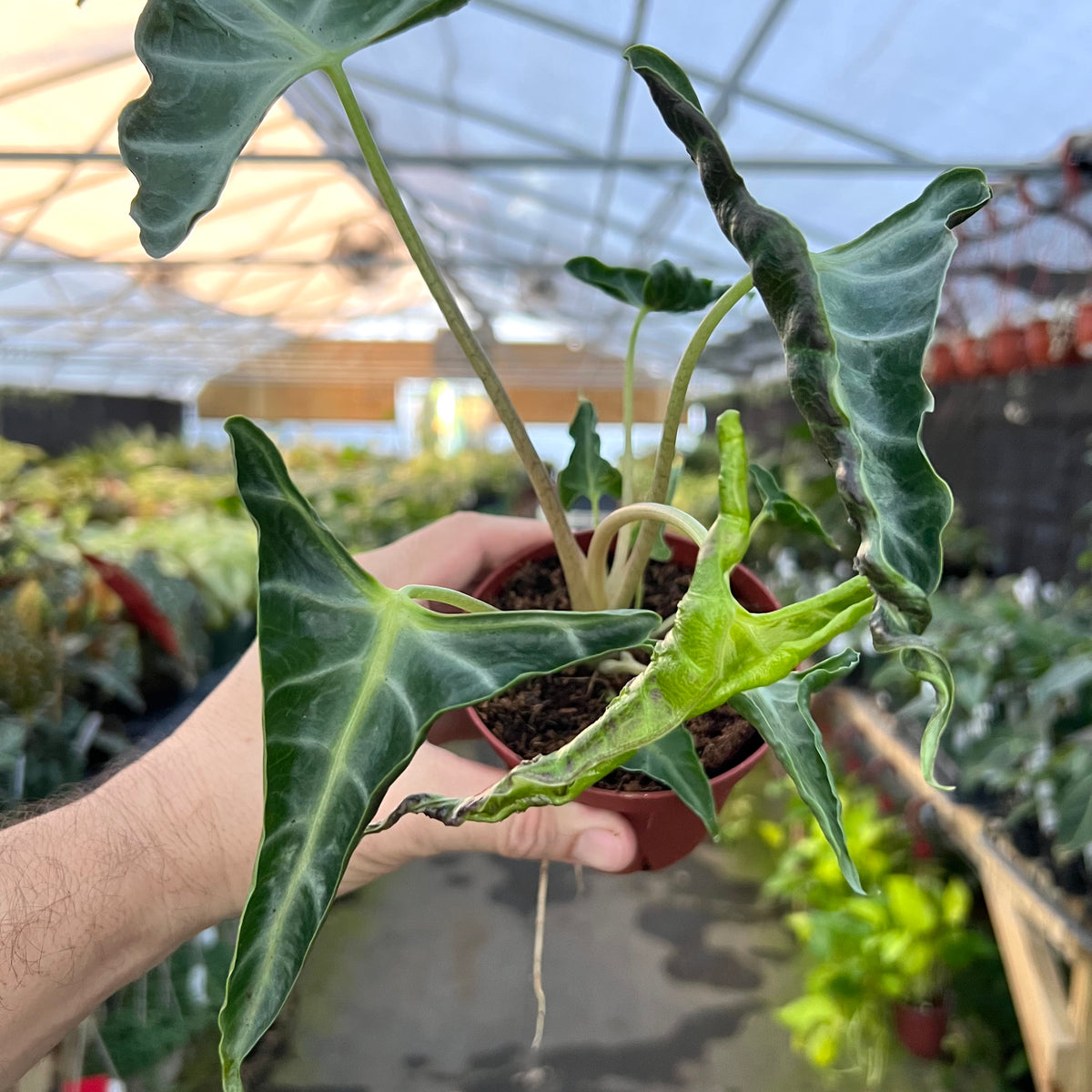 4" Alocasia Loco – Canopy Plant Co.