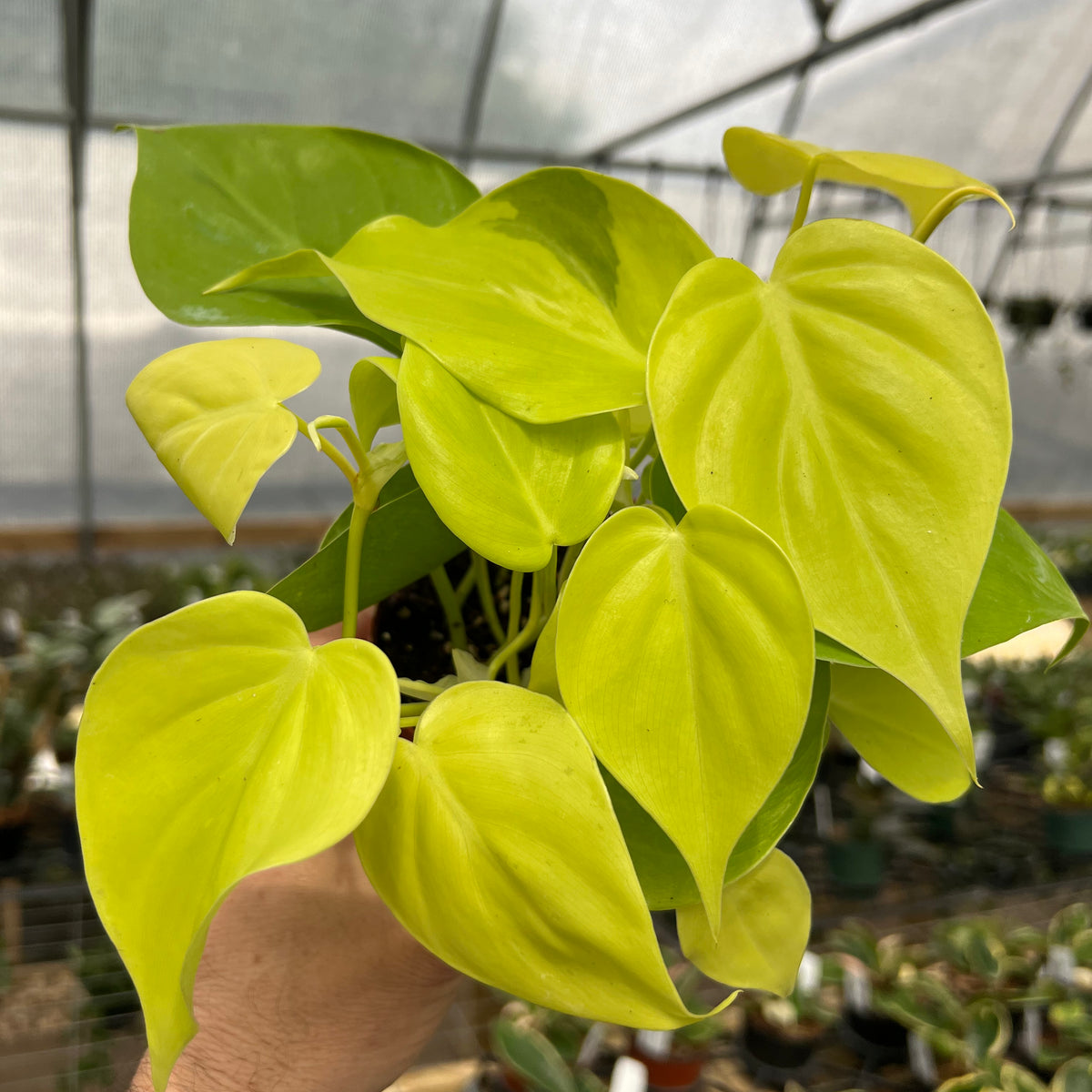 4" Philodendron hederaceum 'Lemon Lime' – Canopy Plant Co.