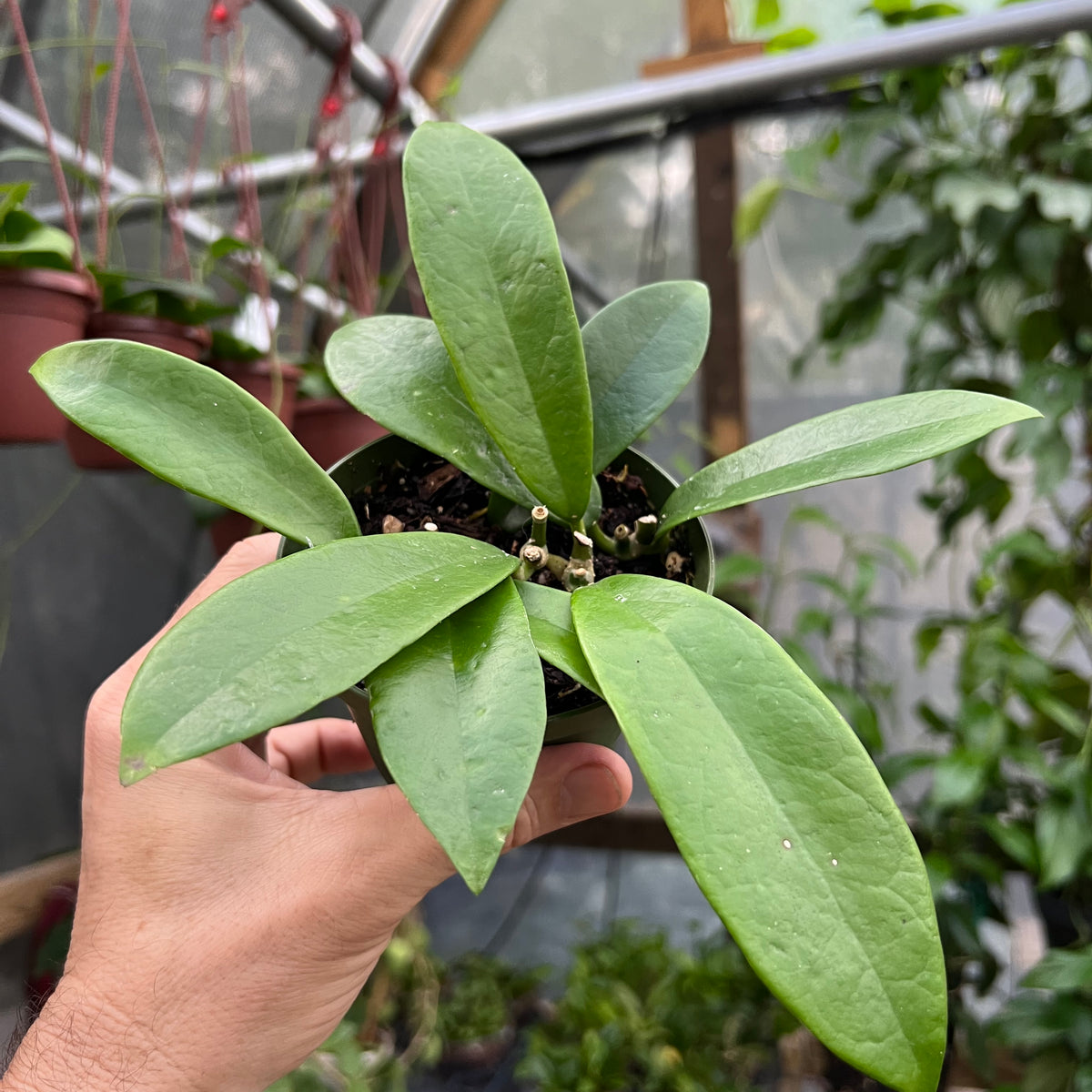 4" Hoya meliflua – Canopy Plant Co.