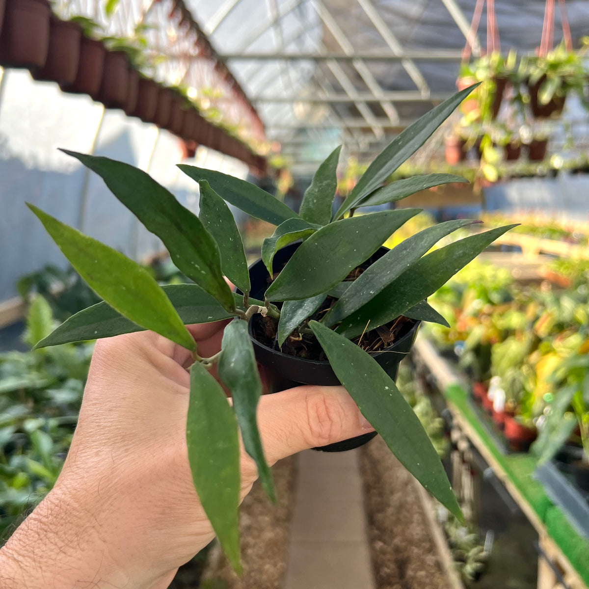 3" Hoya mirabilis – Canopy Plant Co.