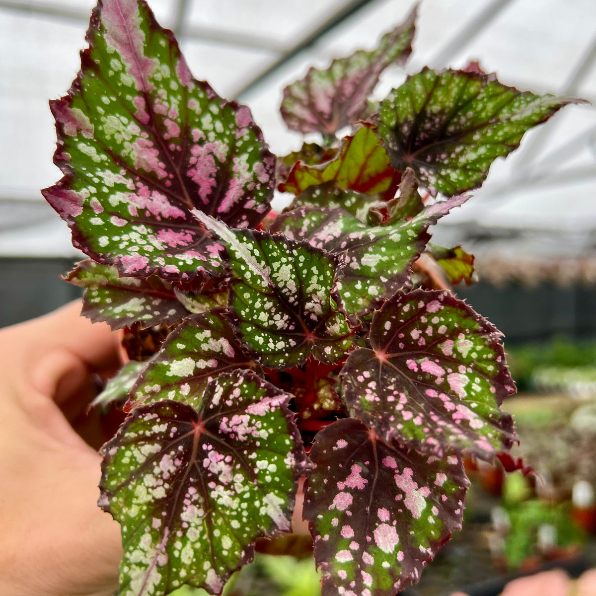 4" Begonia African Jungle – Canopy Plant Co.