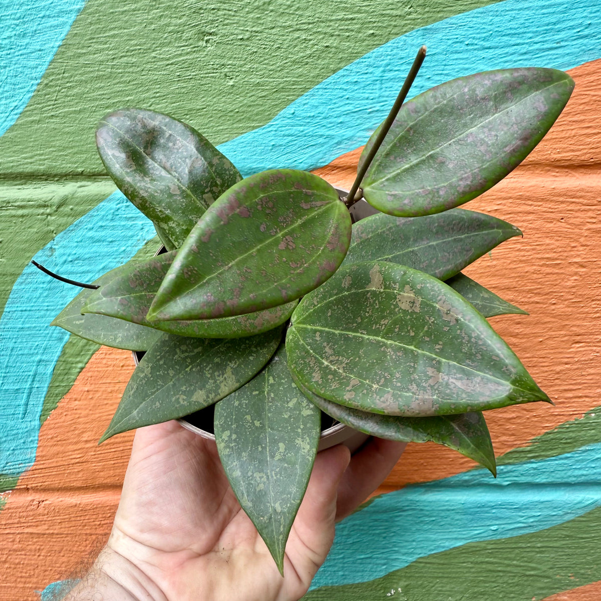 4" Hoya wibergiae (Pink Splash) – Canopy Plant Co.