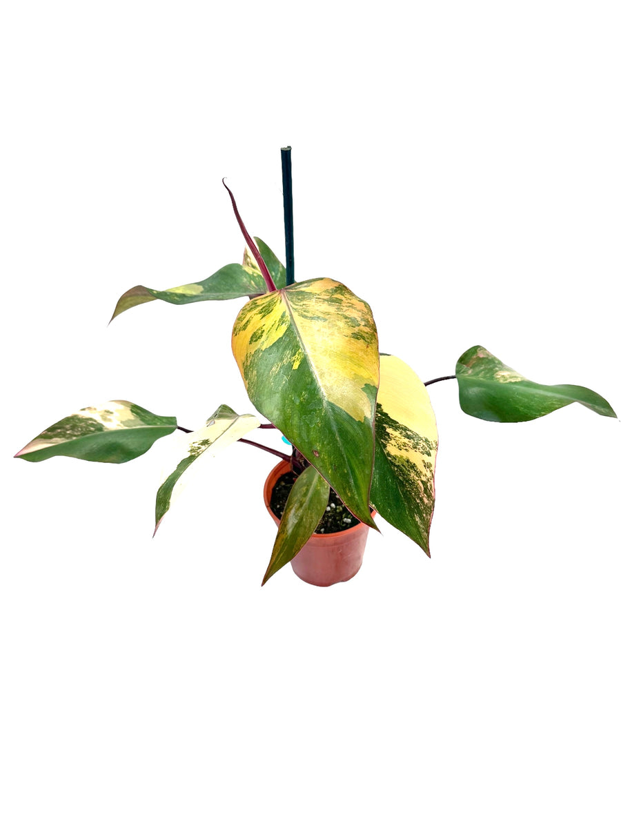 4” Philodendron Strawberry Shake – Canopy Plant Co.