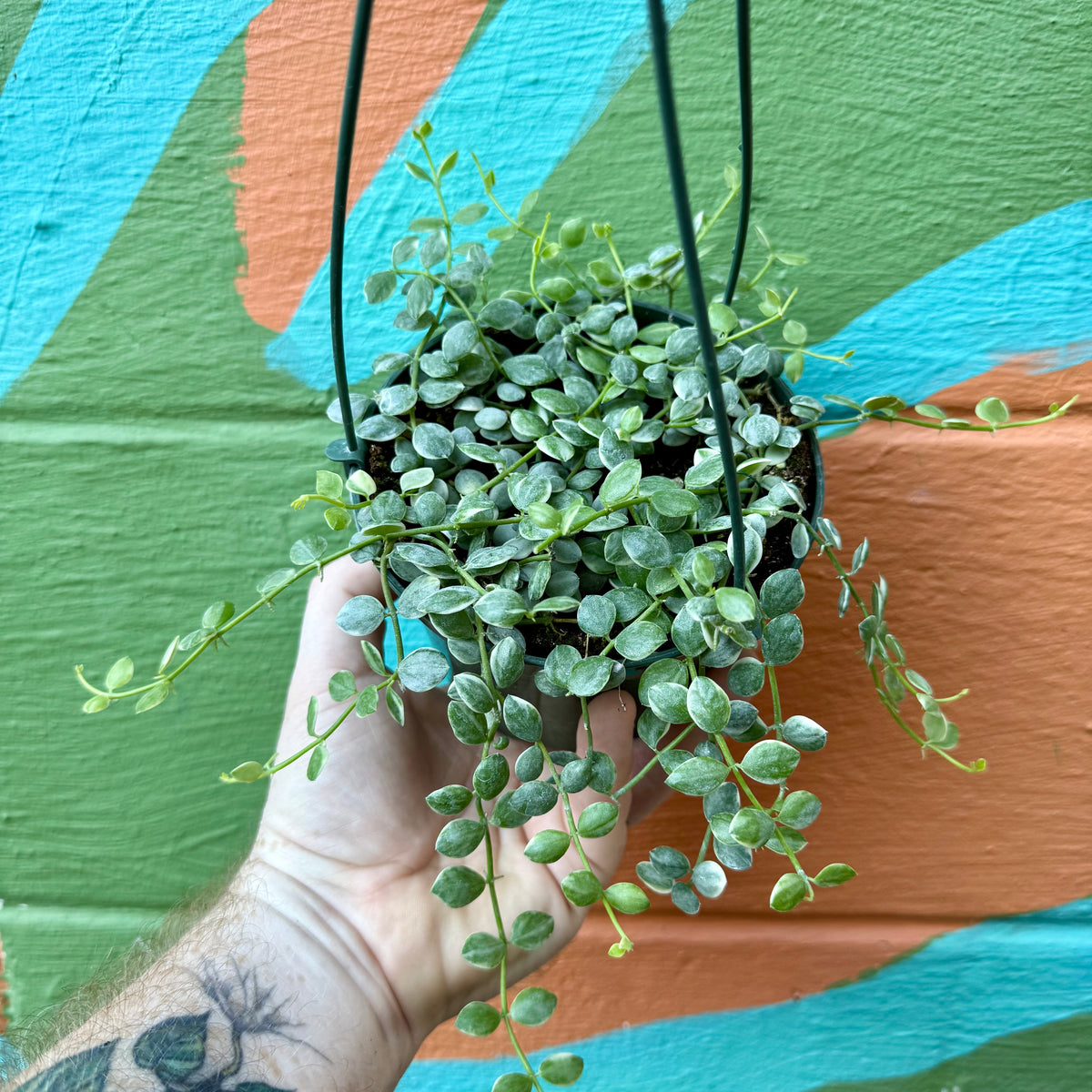5" Dischidia nummularia variegated 'String of Nickels' hanging basket ...