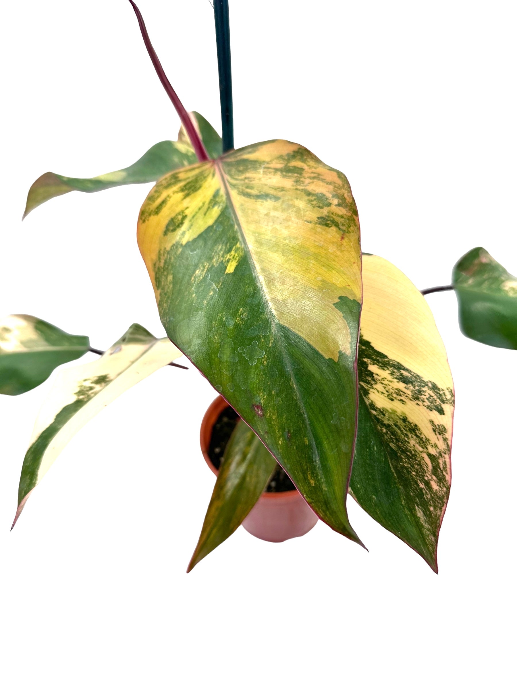 4” Philodendron Strawberry Shake – Canopy Plant Co.