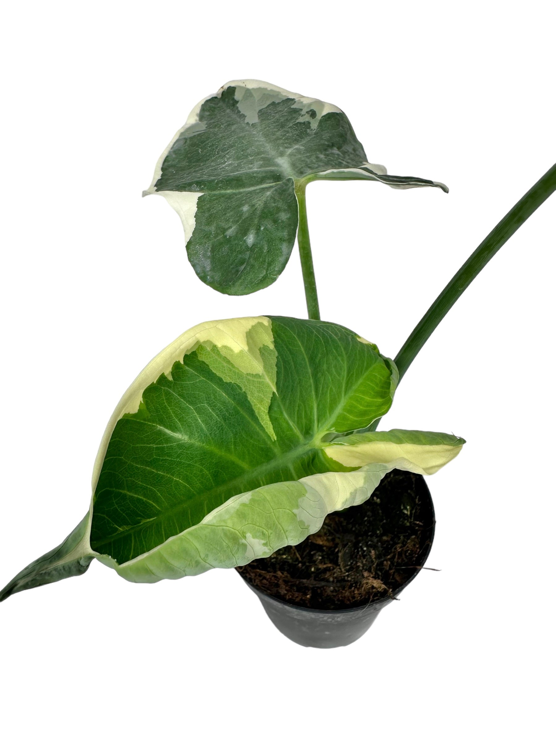 4” Xanthosoma atrovirens albomarginata (variegated 'Mickey Mouse ...