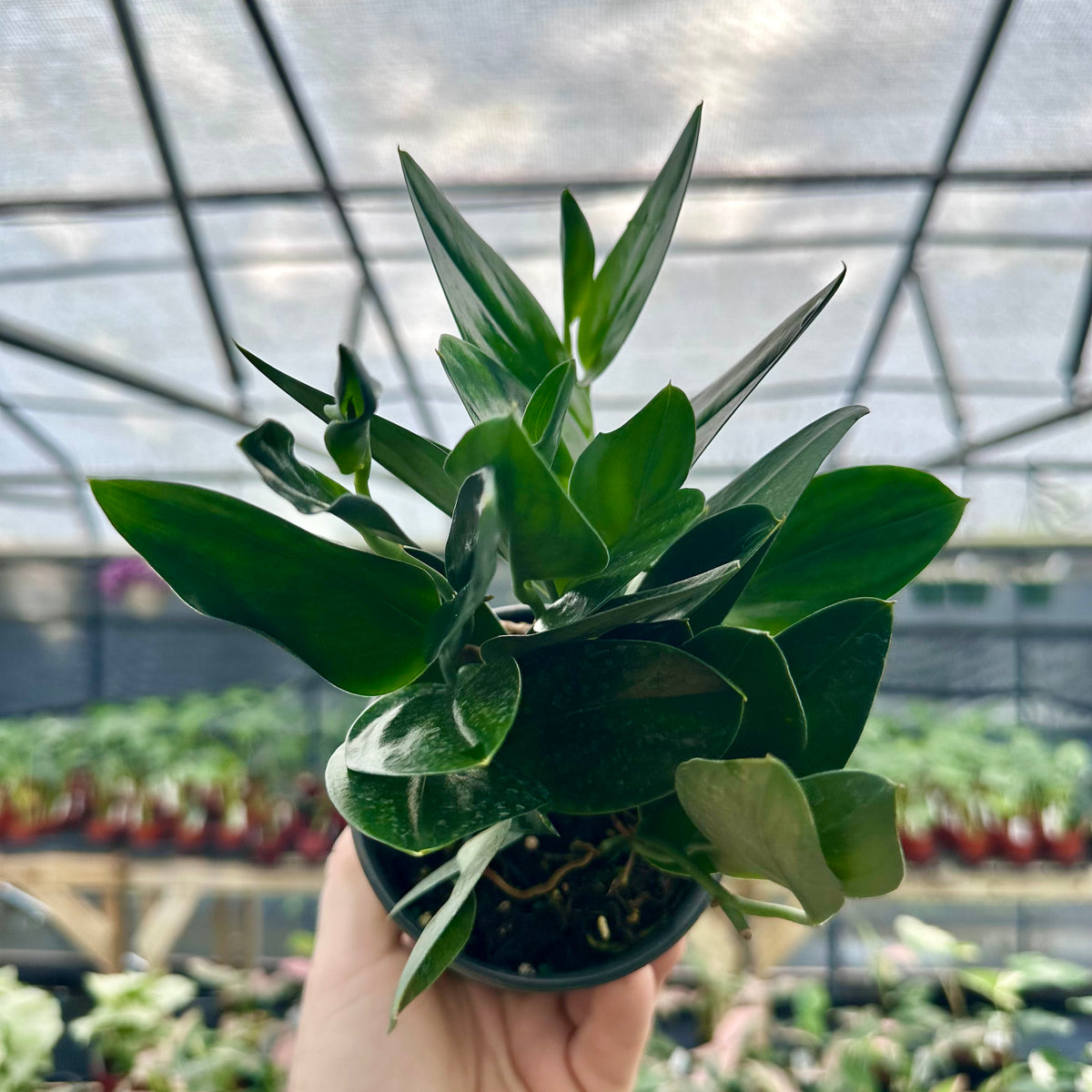 4” Scindapsus treubii 'Dark Form' – Canopy Plant Co.
