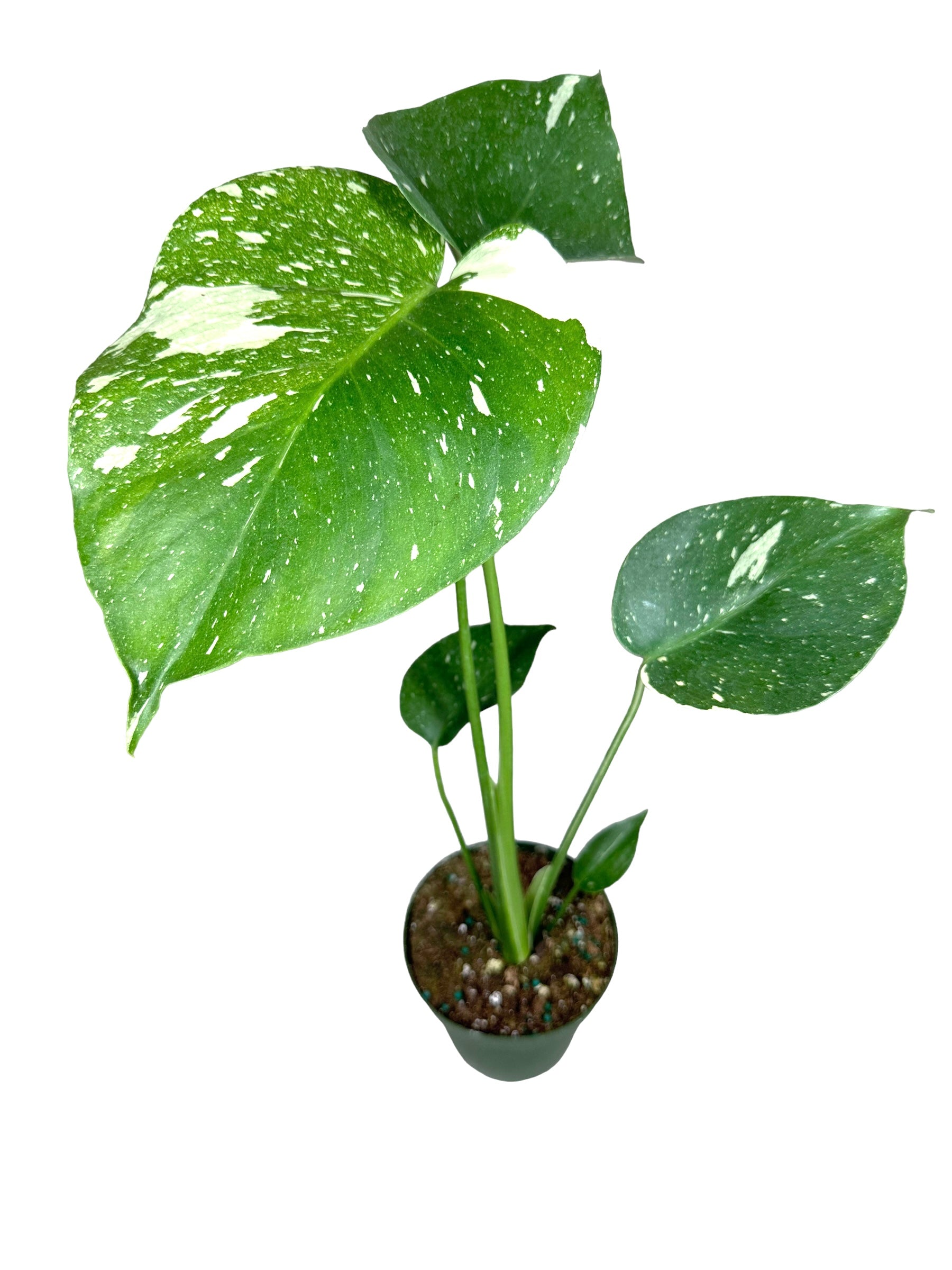 Canopy Plant Co. | Your Source For Unique Tropical Plants!