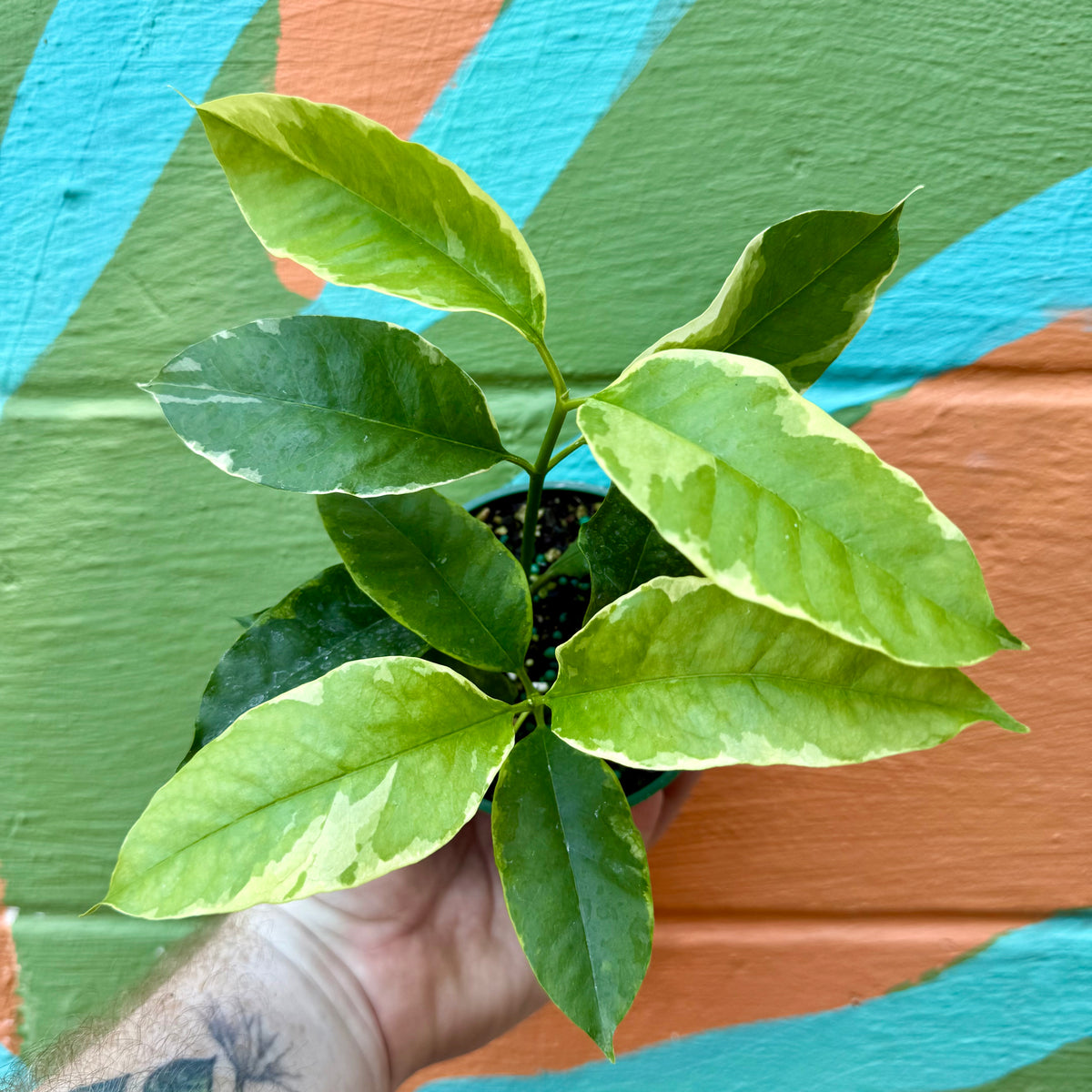 4” Hoya multiflora outer variegated – Canopy Plant Co.