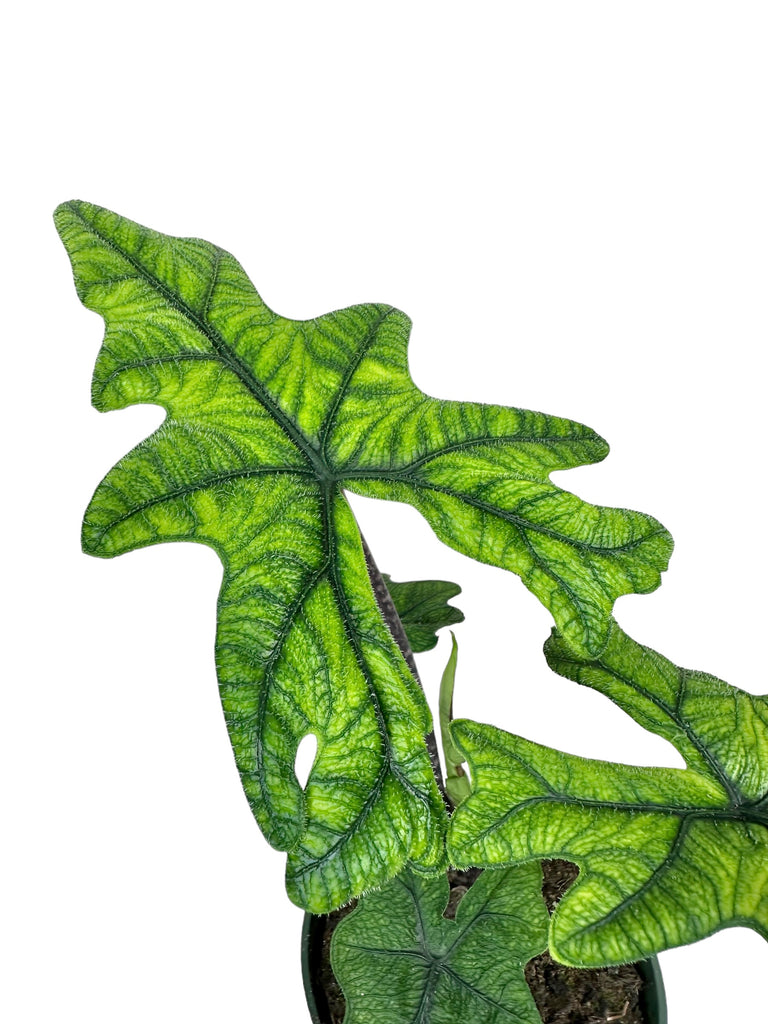Canopy Plant Co. | Your Source For Unique Tropical Plants!