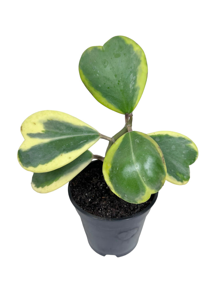 Canopy Plant Co. | Your Source For Unique Tropical Plants!