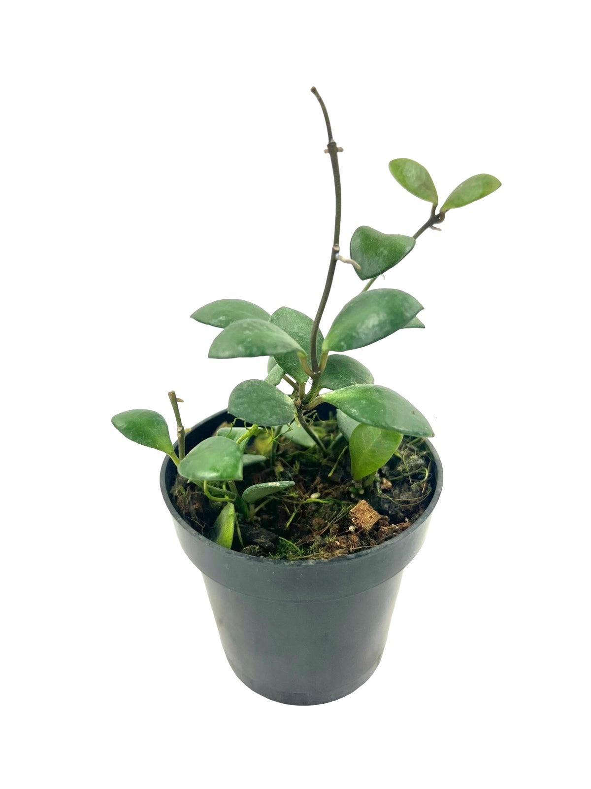 Products – Canopy Plant Co.