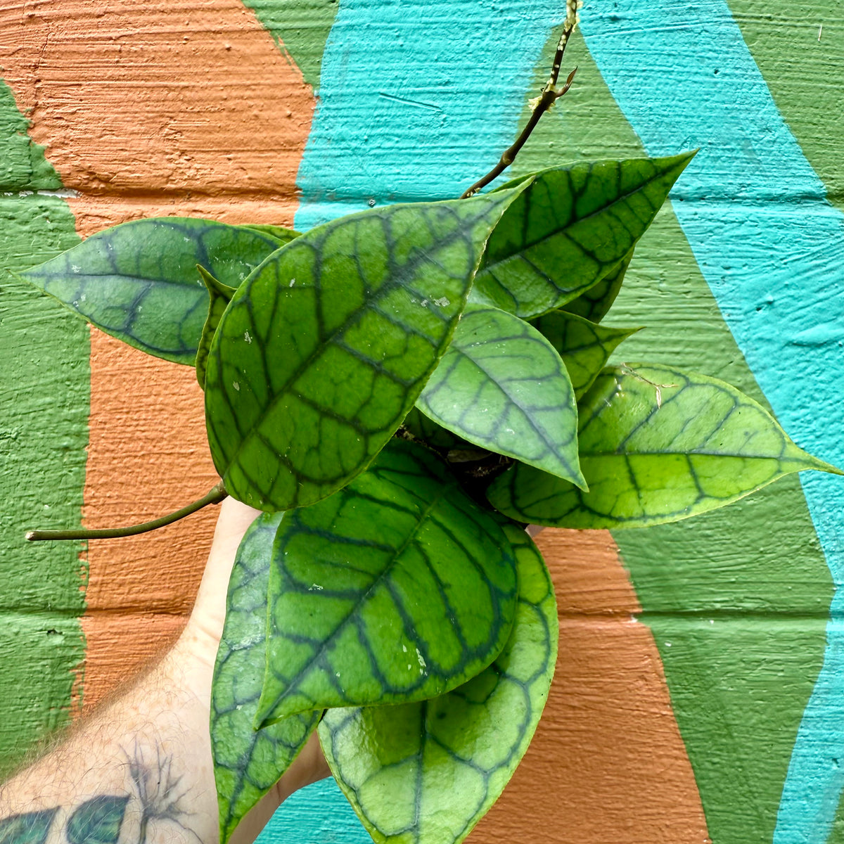 5" Hoya callistophylla 'Black Cat' – Canopy Plant Co.