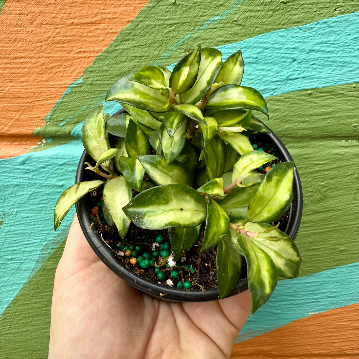 4" Hoya lacunosa sp. Bruno – Canopy Plant Co.