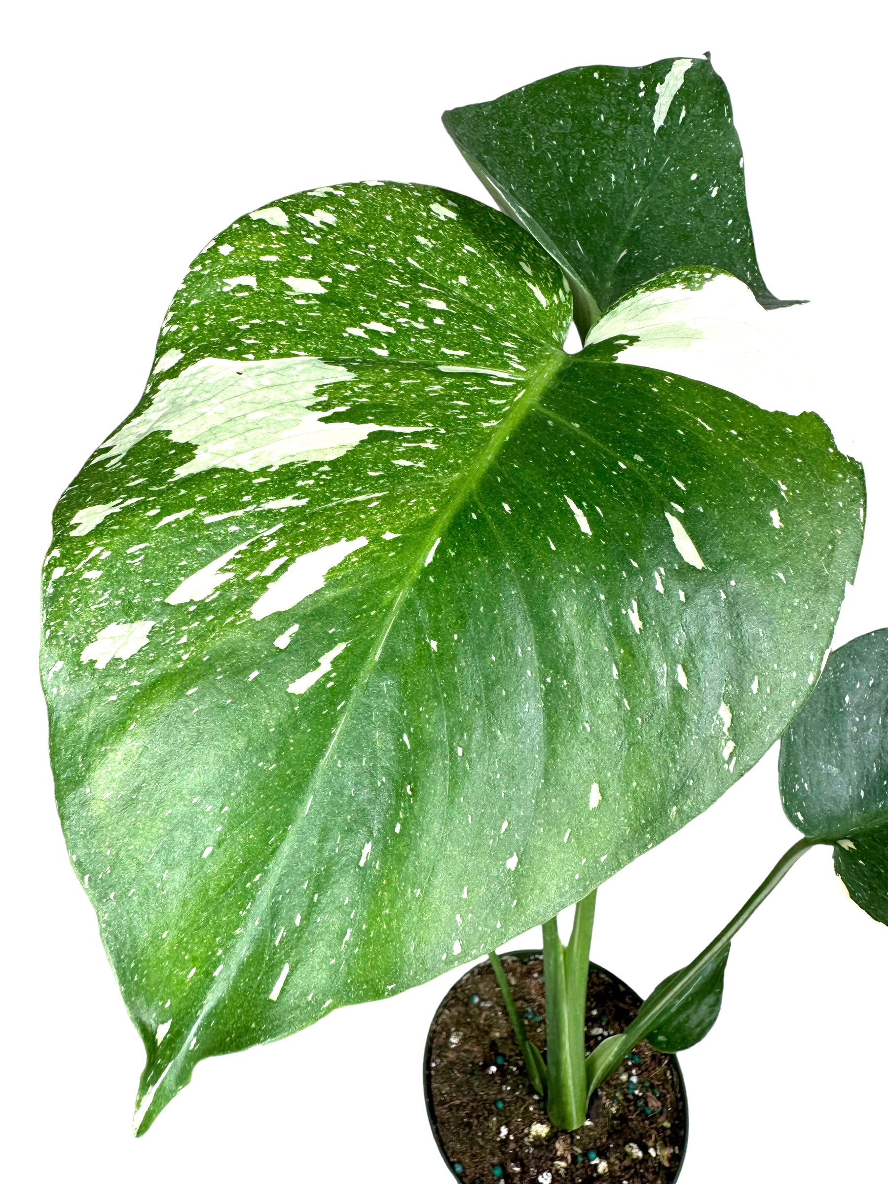 Canopy Plant Co. | Your Source For Unique Tropical Plants!