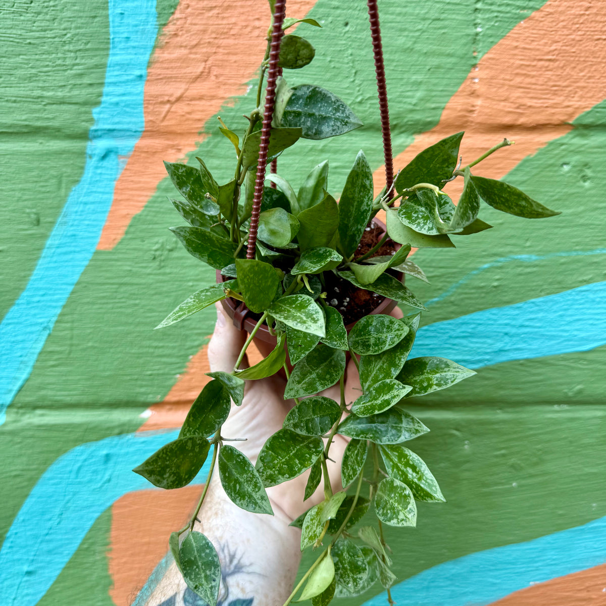 4" Hoya lacunosa 'Snow Leopard' hanging basket – Canopy Plant Co.