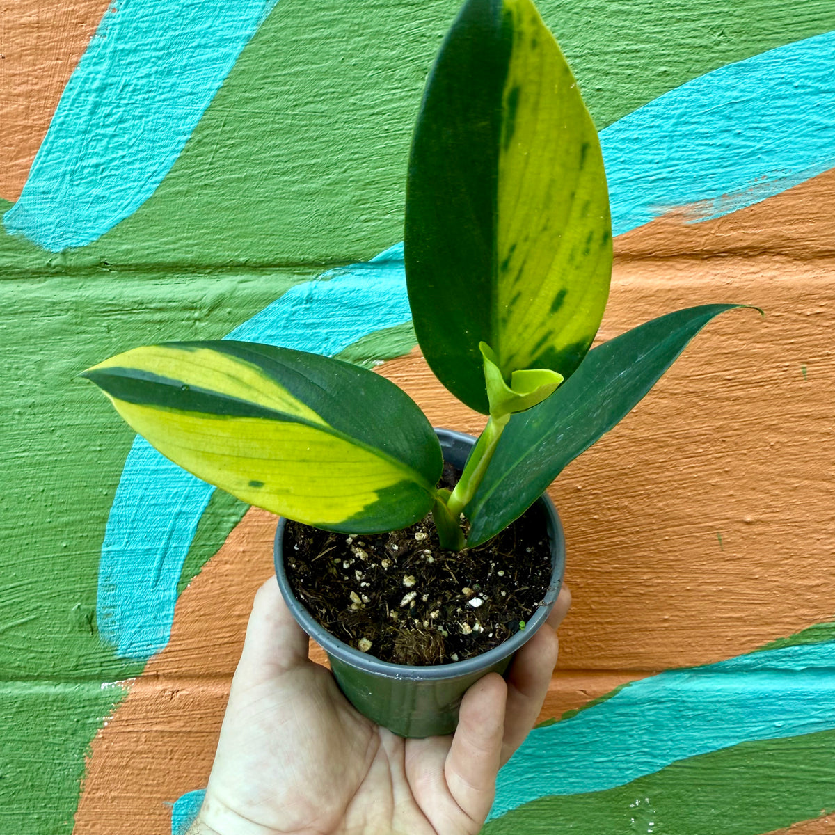 4” Scindapsus coriaceus variegated – Canopy Plant Co.