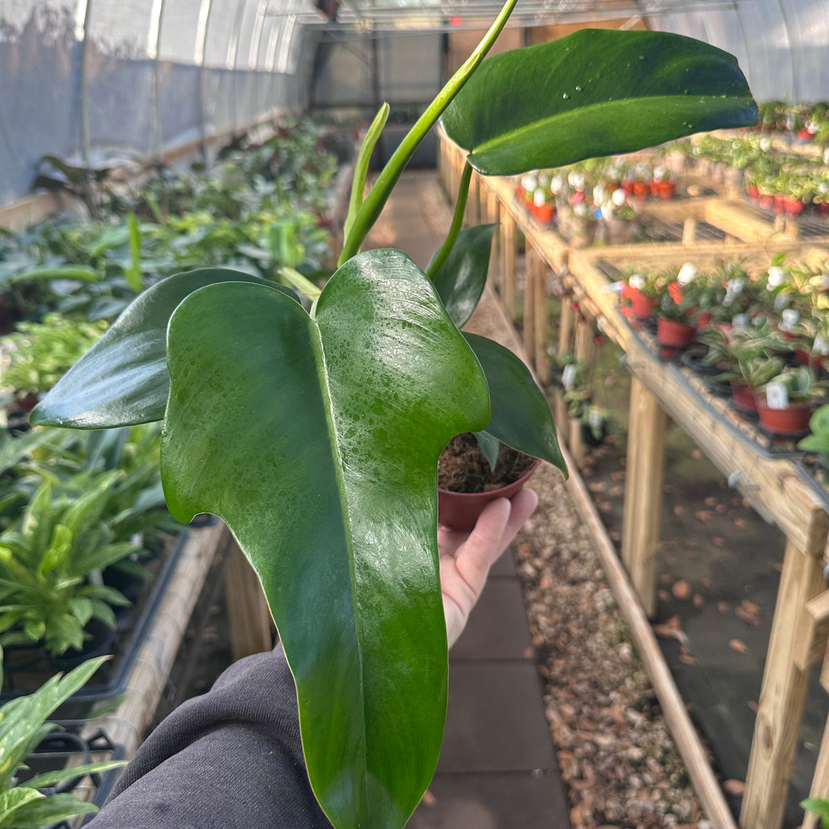 4" Philodendron Jerry Horne – Canopy Plant Co.