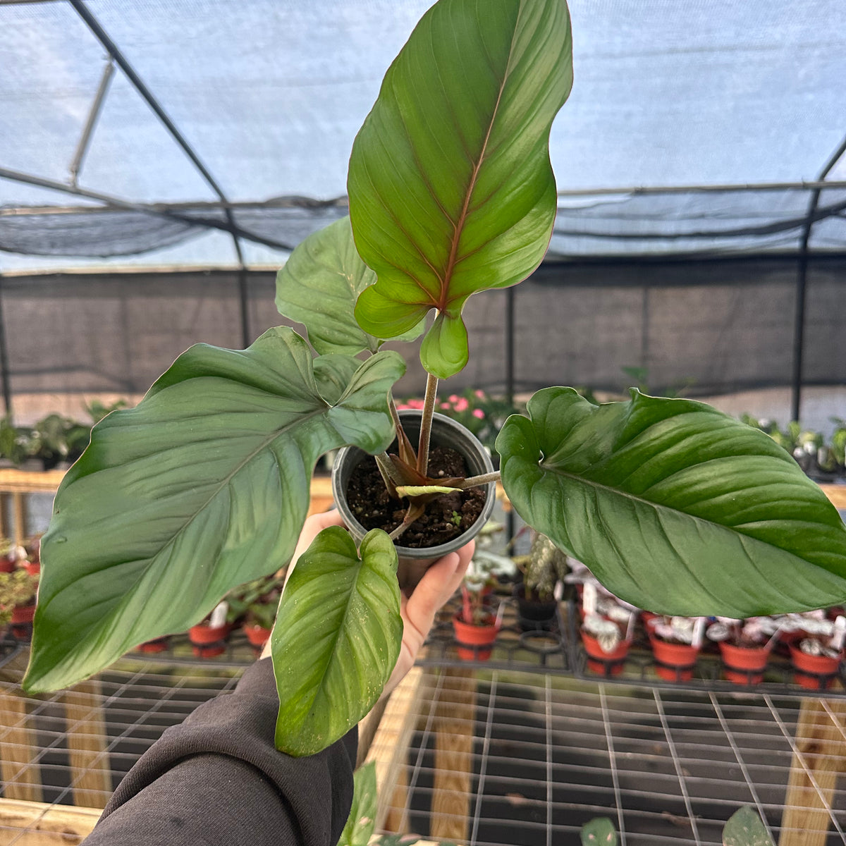 4" Adelonema Red Velvet – Canopy Plant Co.