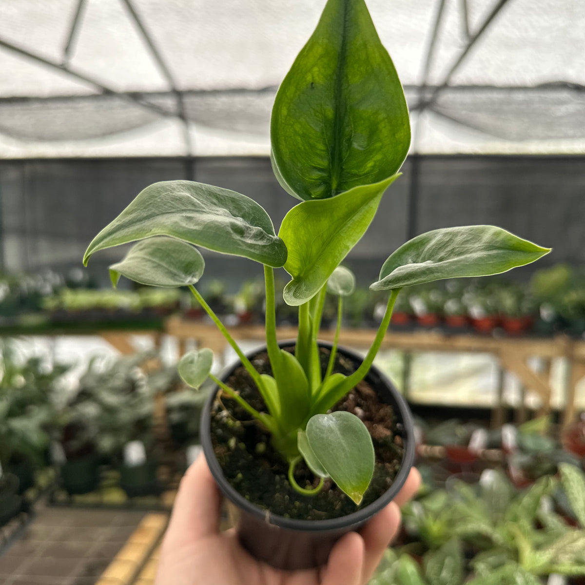 4" Alocasia Tiny Dancer – Canopy Plant Co.