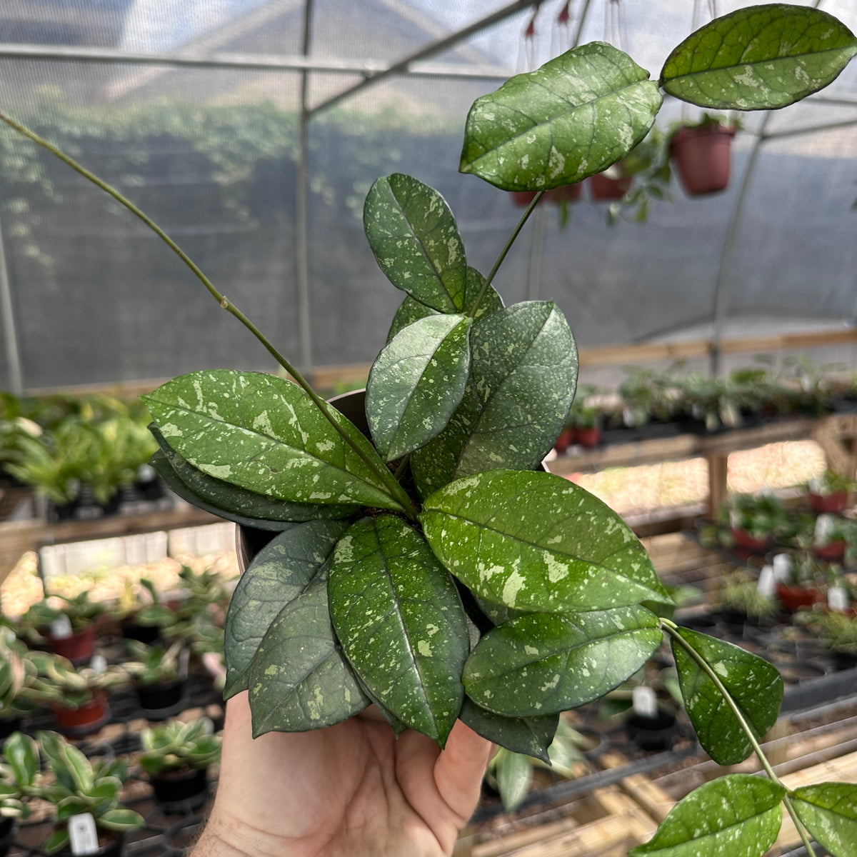 5” Hoya crassipetiolata 'Super Splash' – Canopy Plant Co.