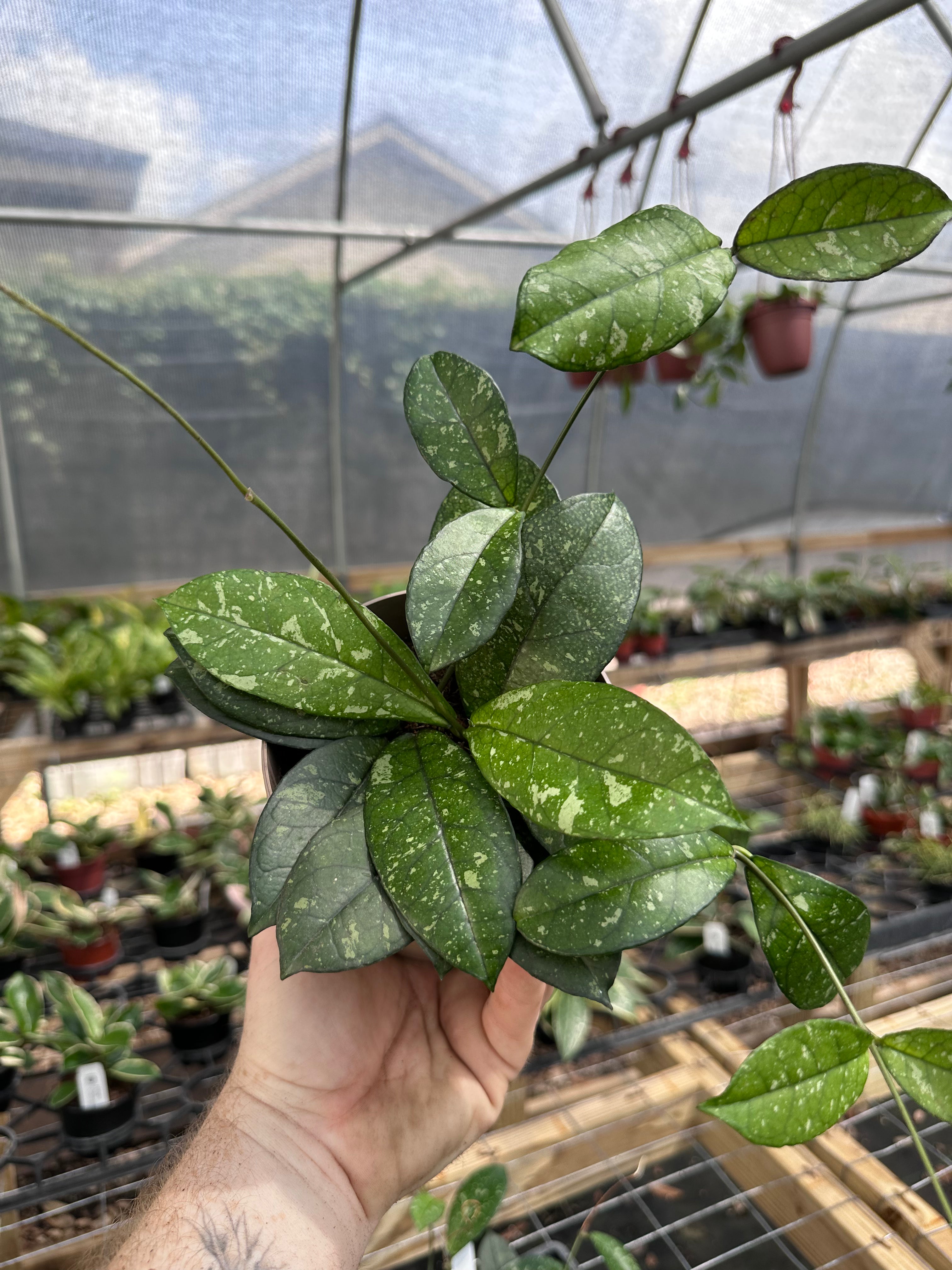 New Rare and Uncommon Plants – Page 6 – Canopy Plant Co. New Rare and Uncommon Plants – Page 6 – Canopy Plant Co.