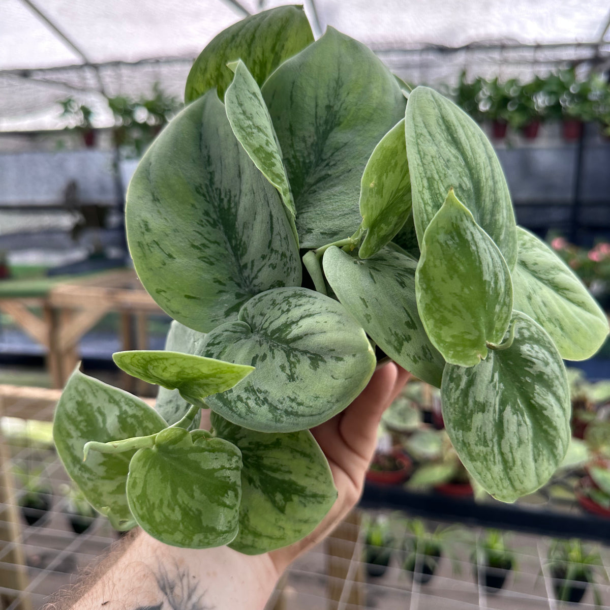 5" Scindapsus 'Nangga Seni' – Canopy Plant Co.