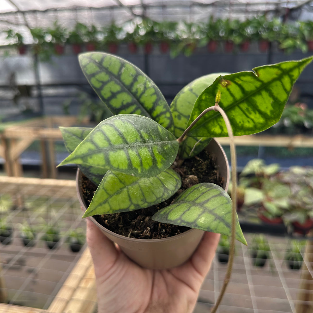 5" Hoya callistophylla 'Black Cat' – Canopy Plant Co.