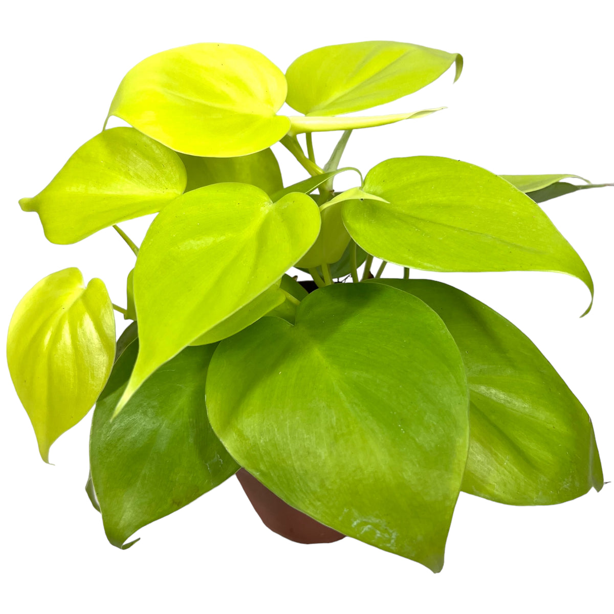 4" Philodendron hederaceum 'Lemon Lime' – Canopy Plant Co.
