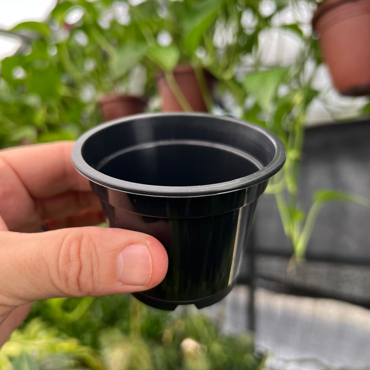 3" Grow Pot (5 pack) – Canopy Plant Co.