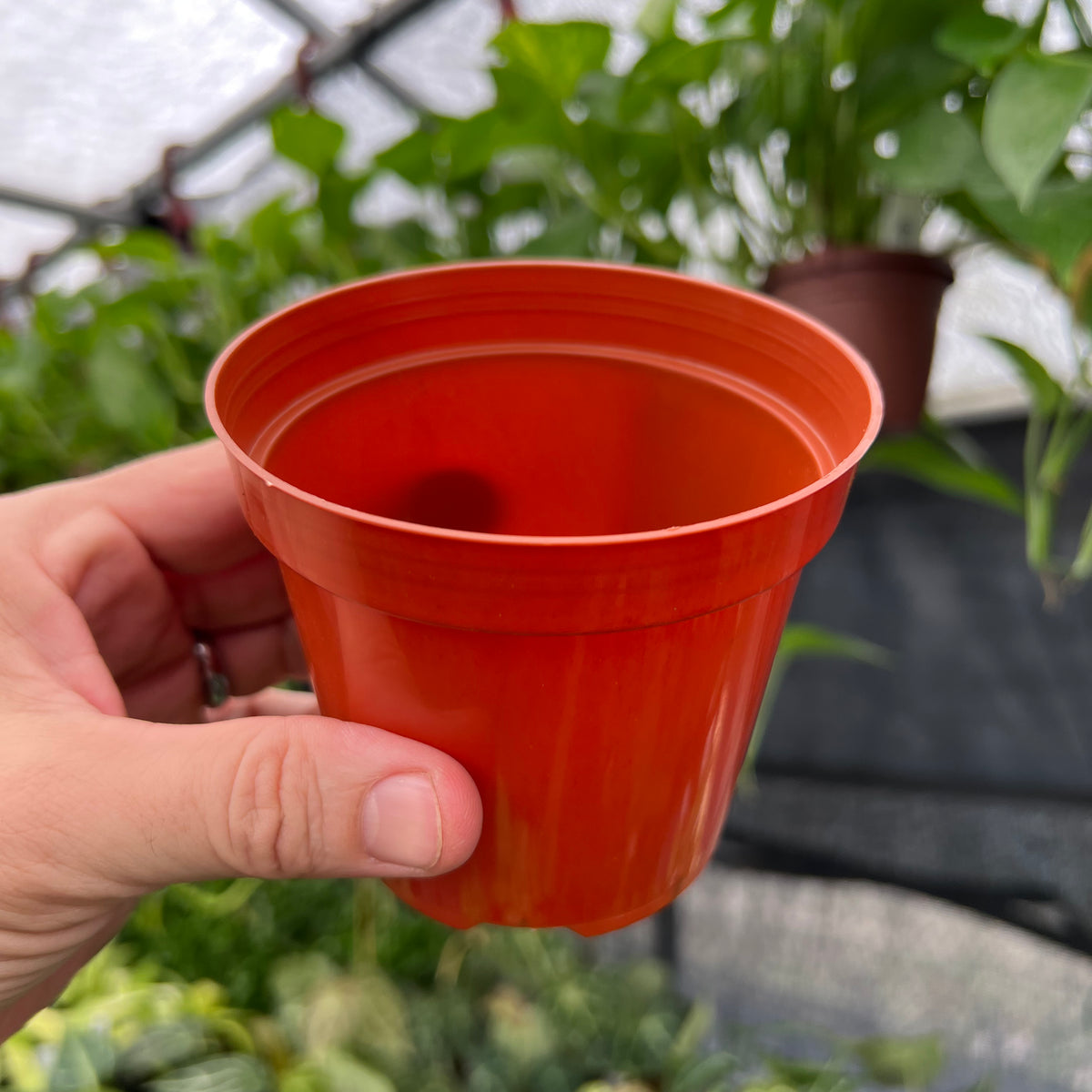 4" Grow Pot (5 pack) – Canopy Plant Co.