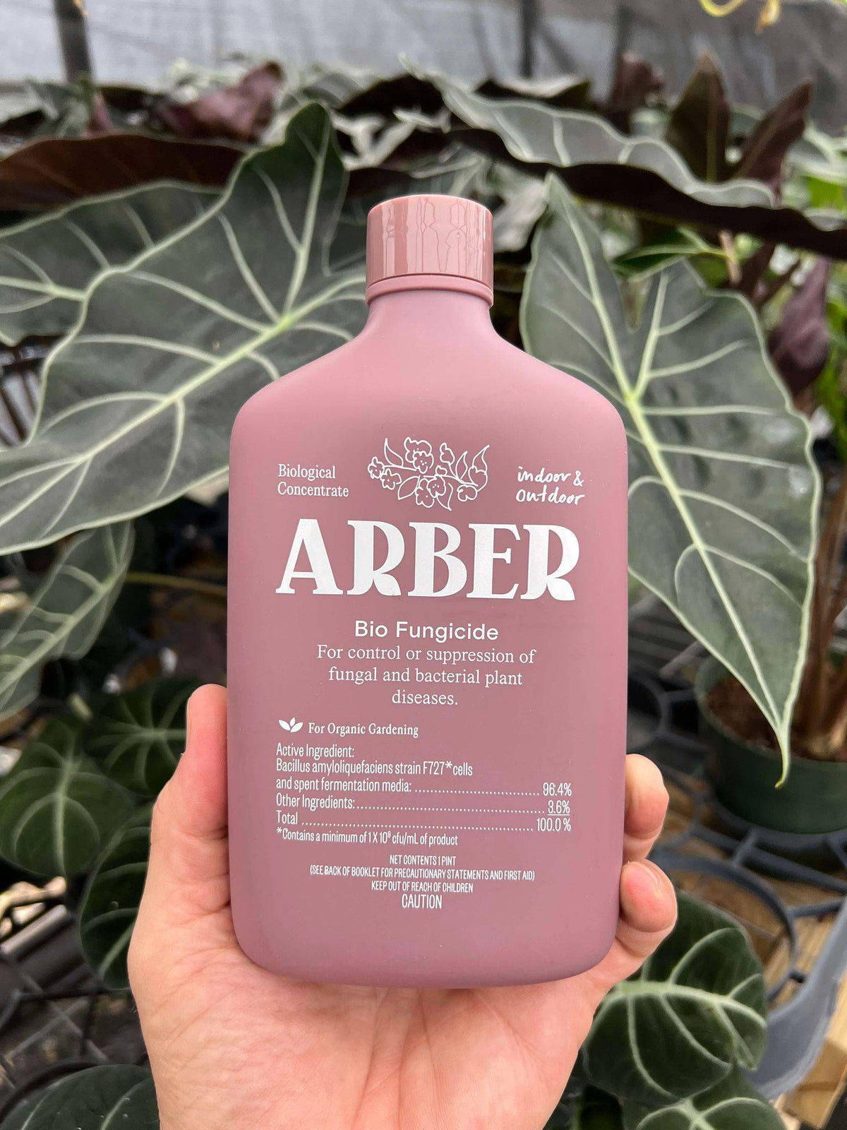 Canopy Plant Co. | Your Source For Unique Tropical Plants!