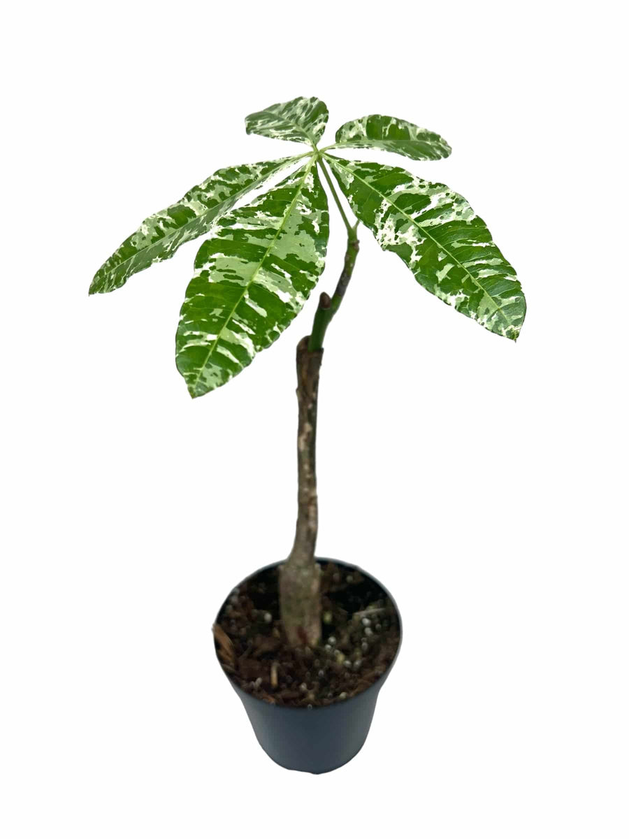 4" Pachira glabra 'Money Tree' variegated – Canopy Plant Co.
