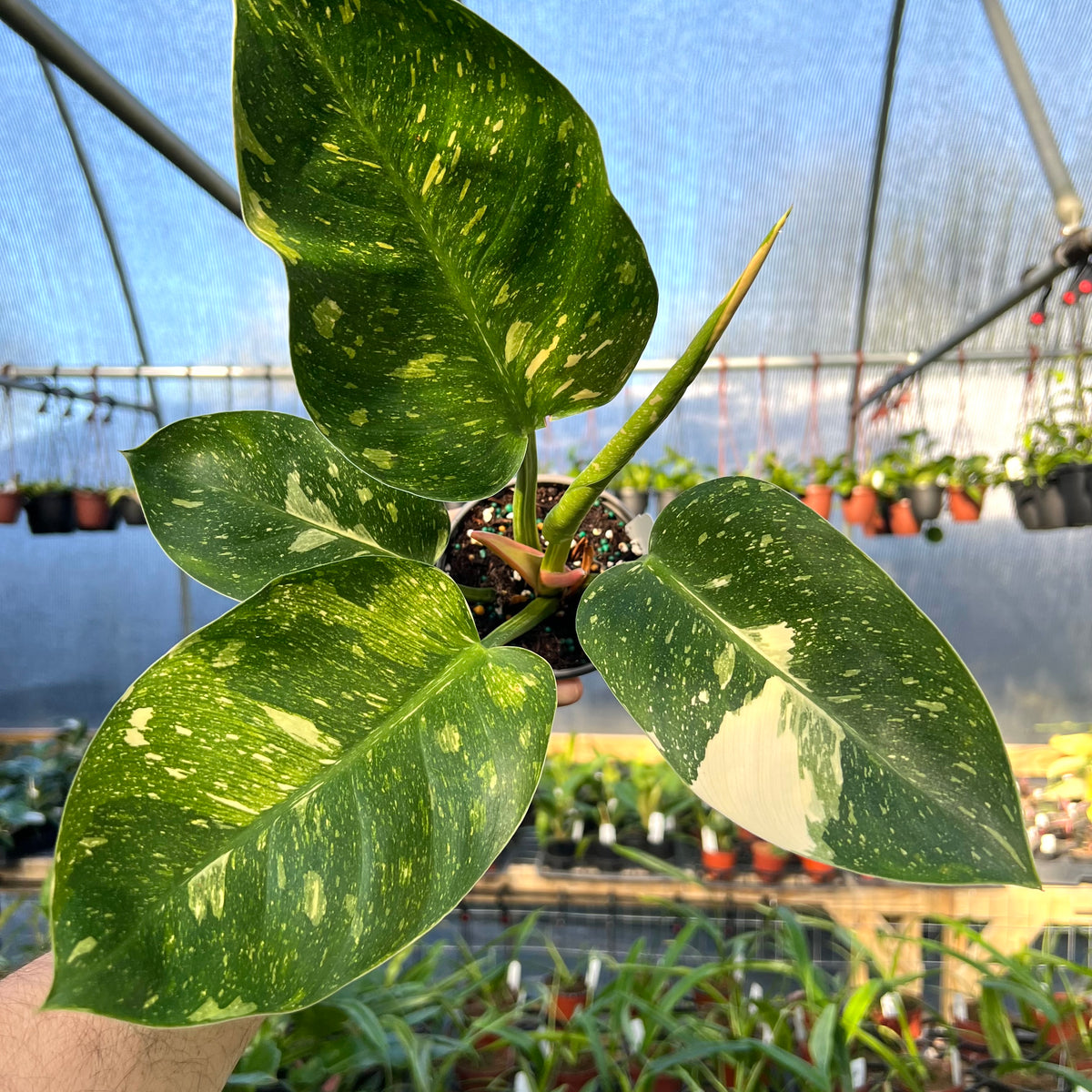 4" Philodendron 'Green Congo Nuclear' – Canopy Plant Co.