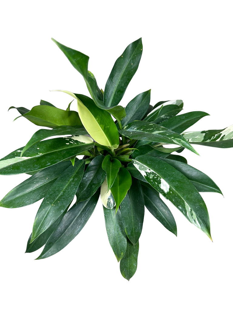 Philodendron – Canopy Plant Co.